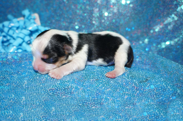 SOLD! Atlas AKC Registered Male Parti Yorkie Yorkshire Terrier Born 5 ...