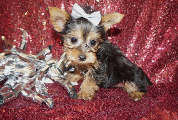 FLASH SALE!! Oscar Yorkshire Terrier Yorkie Male Black And Gold Born 1 ...