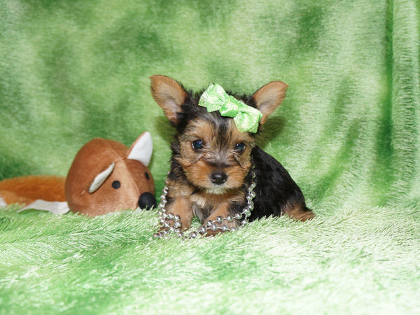 SALE!! Lego Yorkshire Terrier Yorkie Male Black And Gold Born 9-16-202 ...